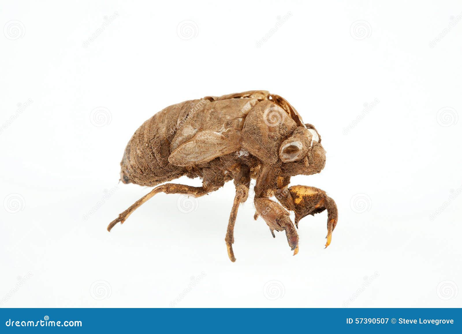 Shell Of Cicada On White Background Royalty-Free Stock Photography ...
