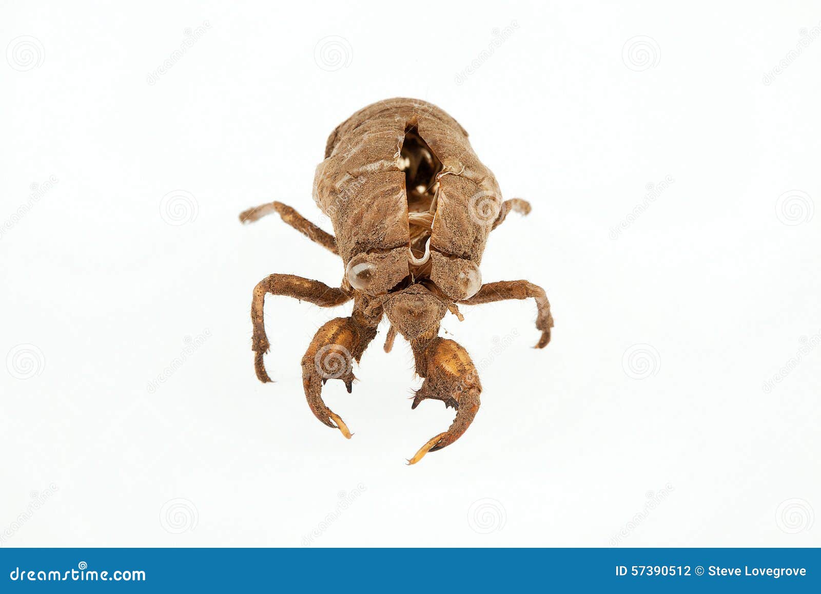 Shell Of Cicada On White Background Royalty-Free Stock Photography ...