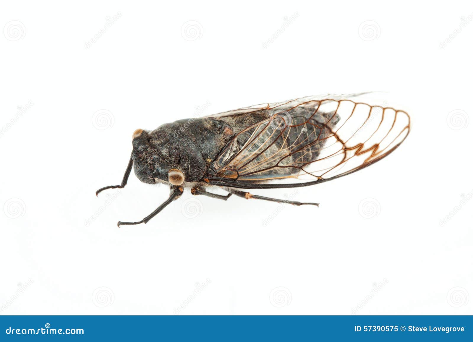 Shell Of Cicada On White Background Royalty-Free Stock Photography ...
