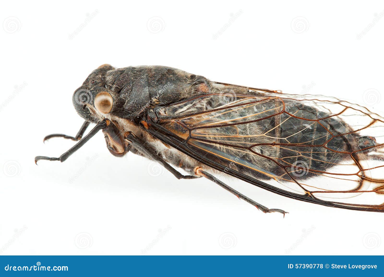 Shell Of Cicada On White Background Royalty-Free Stock Photography ...