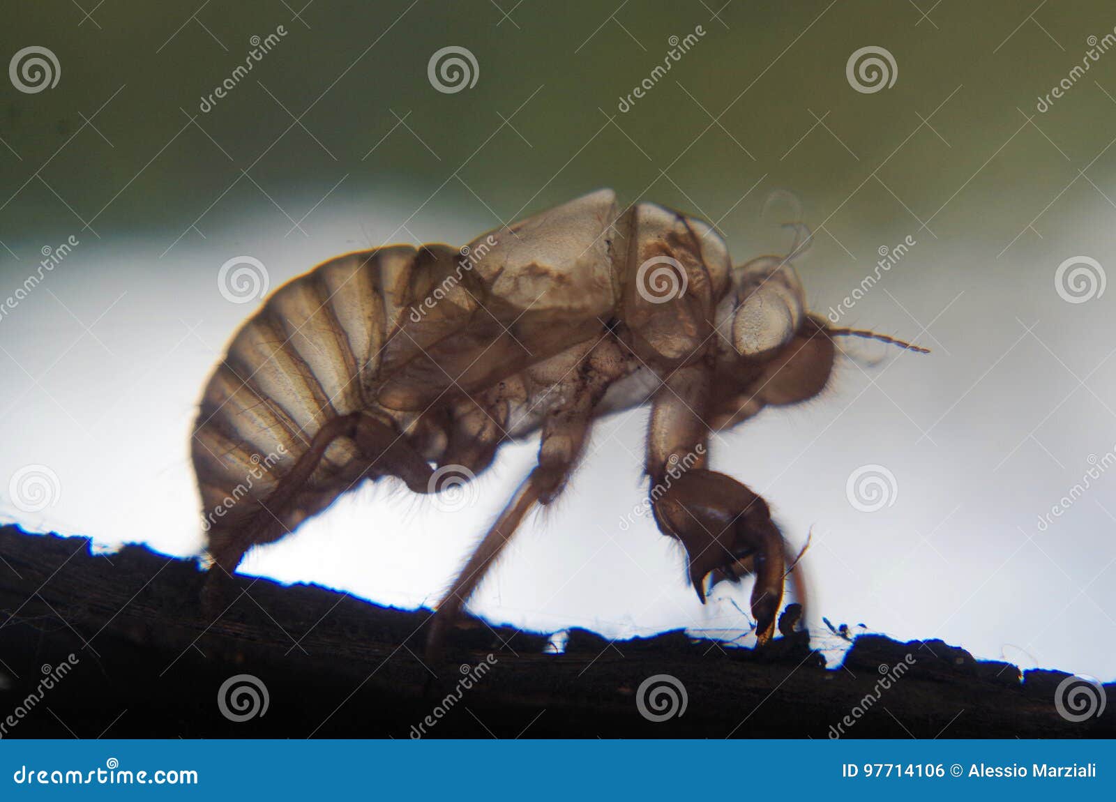 Cicada exuvia stock photo. Image of animal, insect, life - 97714106