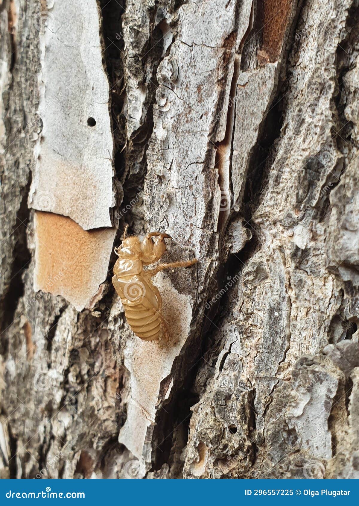 Cicada Exuvia, Cicada Shell on the Pine Tree Stock Image - Image of ...