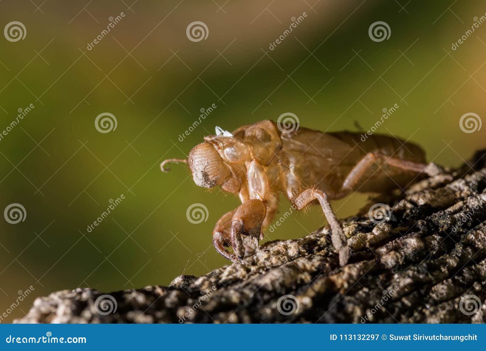 The Cicada exuviae stock image. Image of abandoned, locust - 113132297