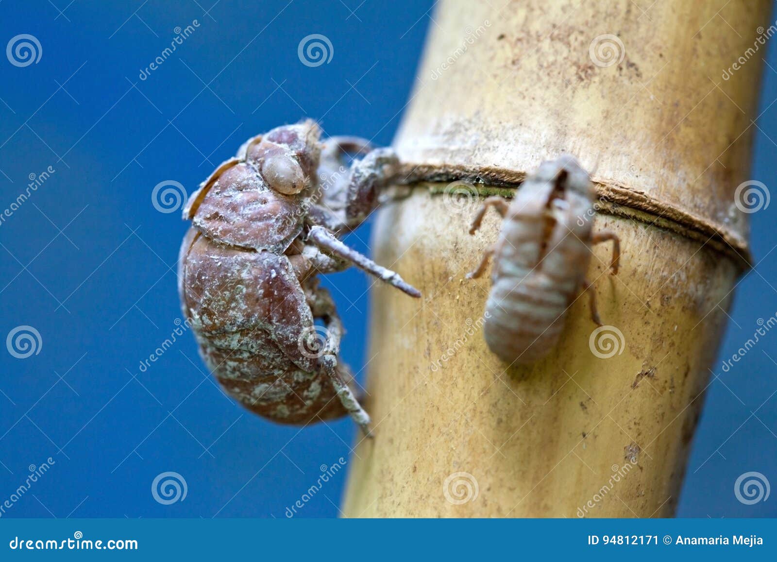 Cicada exuviae stock image. Image of exoskeleton, insect - 94812171