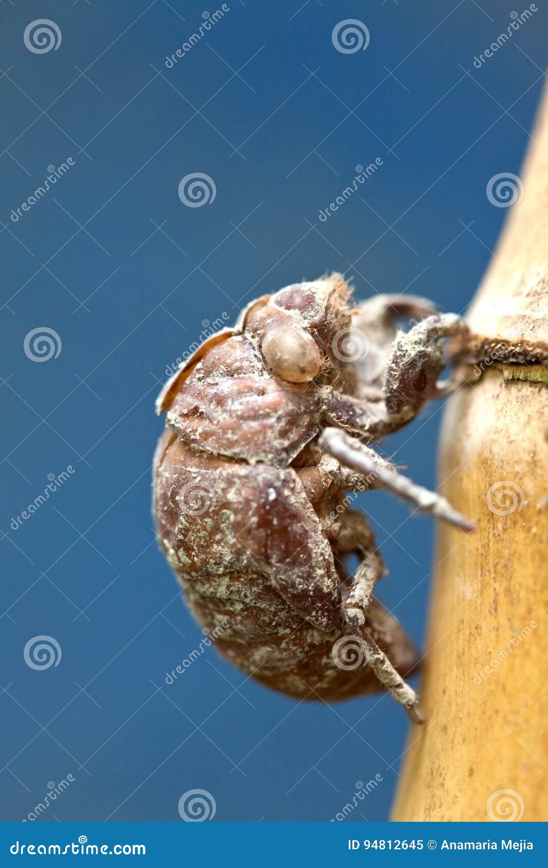 Cicada exuviae stock image. Image of insect, prominent - 94812645
