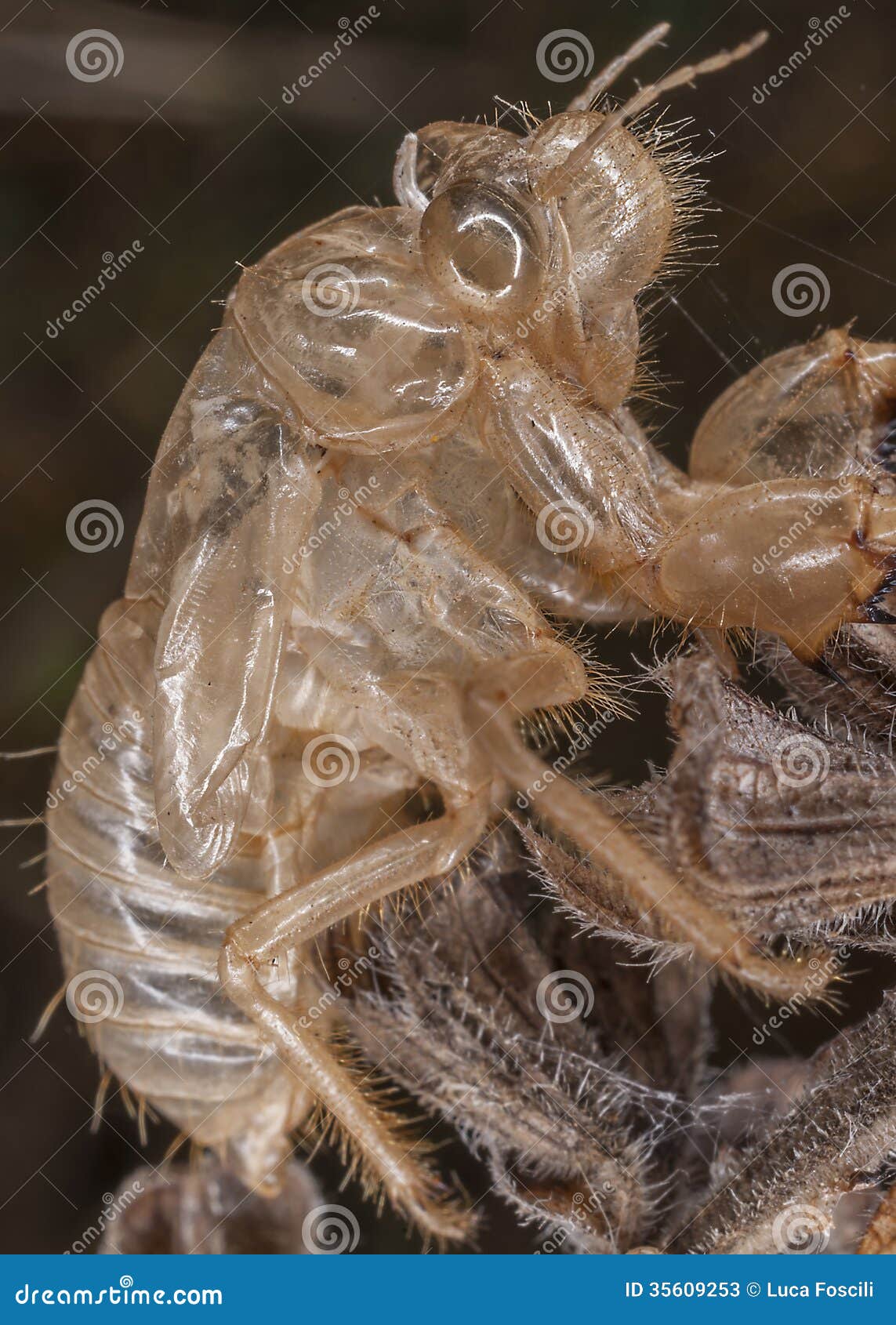 Cicada exuviae stock image. Image of noise, summer, macro - 35609253
