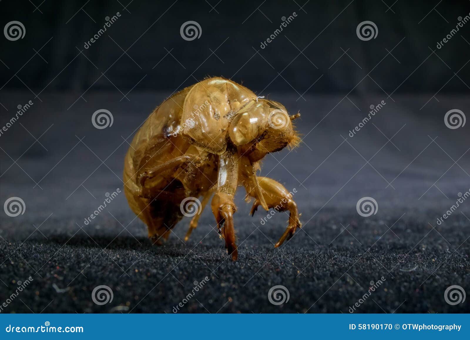 Cicada Exuviae stock photo. Image of angled, insect, exuviae - 58190170