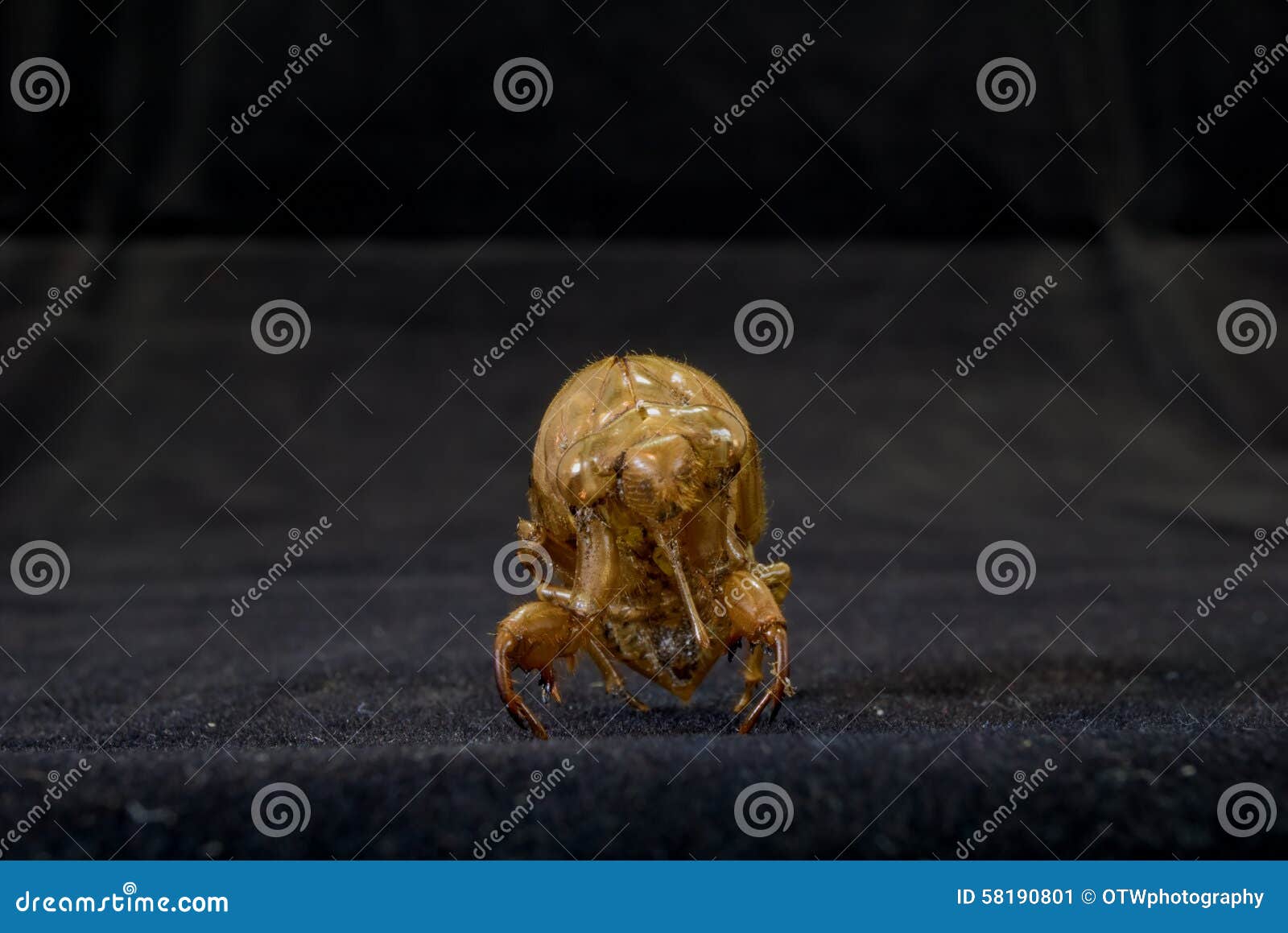 Cicada Exuviae 3 stock image. Image of shot, shell, hairy - 58190801