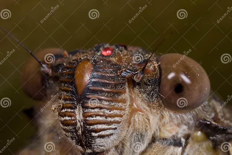 Cicada face shot stock image. Image of shining, insect - 8397503