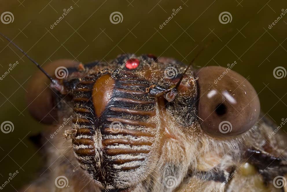 Cicada face shot stock image. Image of shining, insect - 8397503
