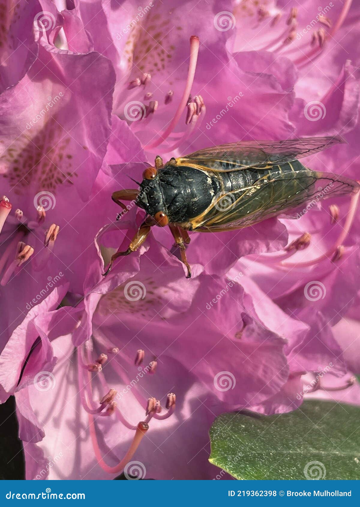 Cicada on Flower stock photo. Image of shot, happy, party - 219362398