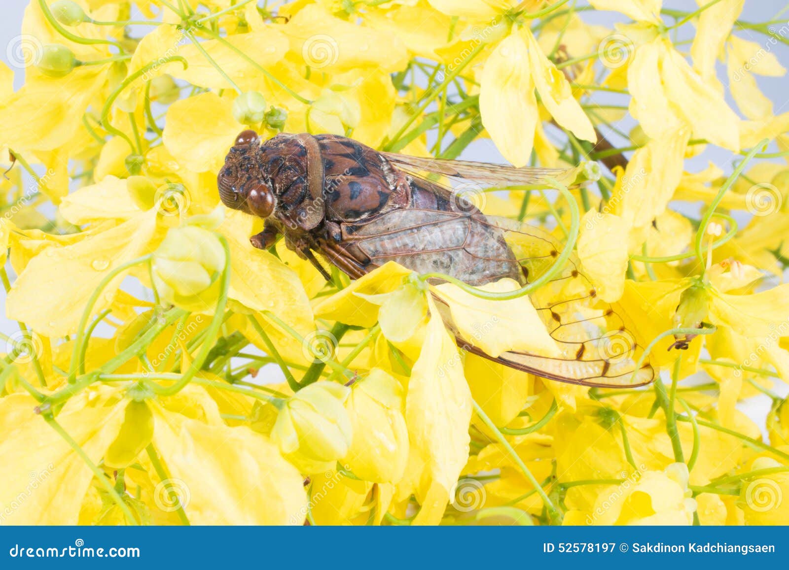 Cicada on a Flower royal stock image. Image of field - 52578197