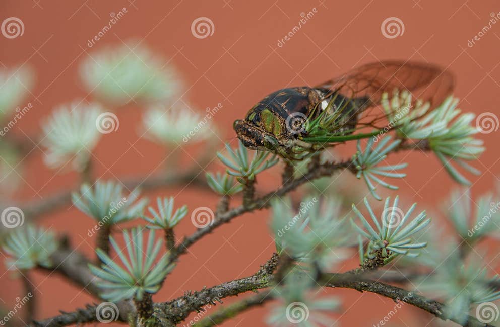 Cicada stock photo. Image of time, cicada, insect, nature - 58299080