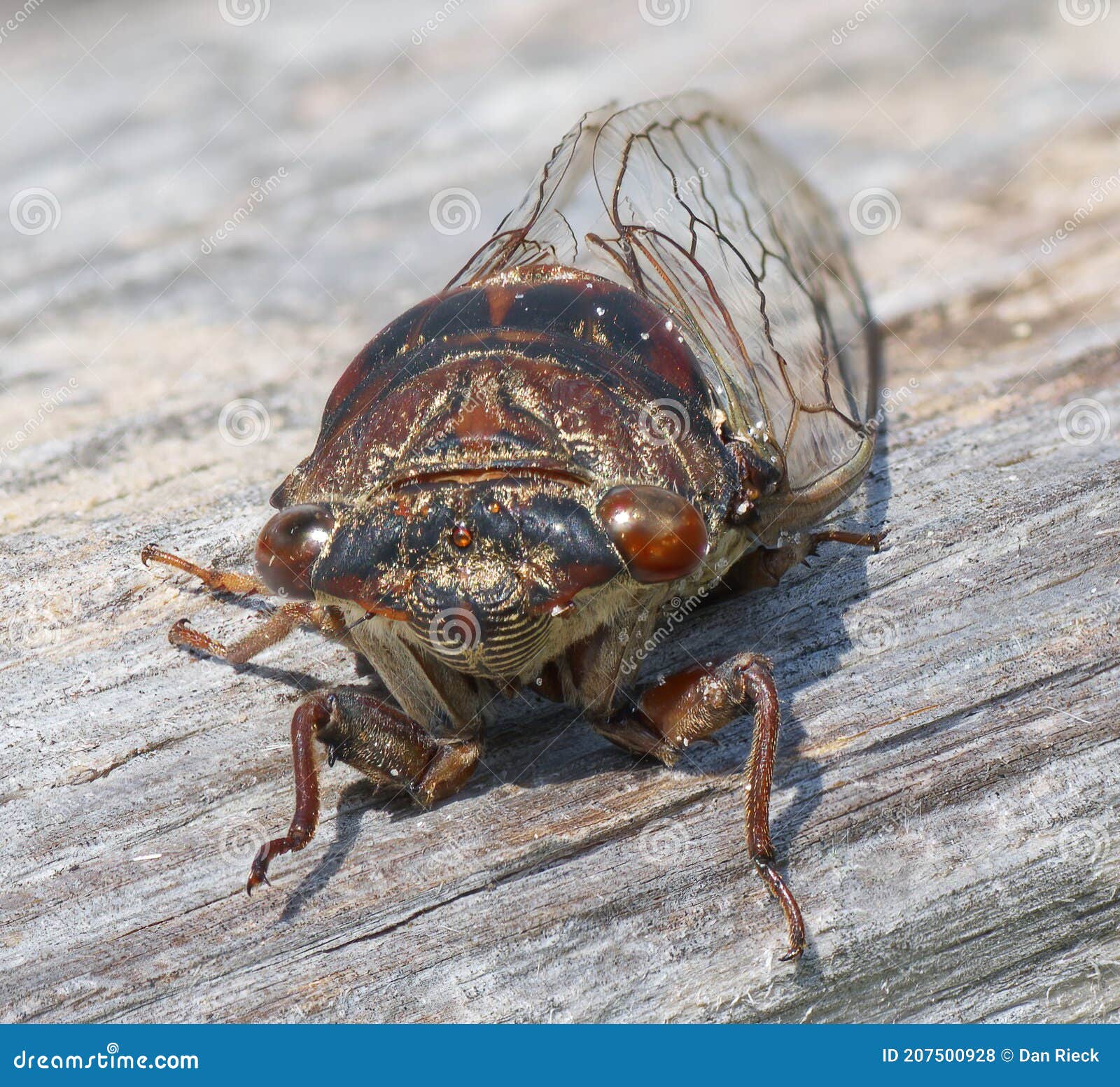 Cicada Fly Resting on Weathered Wooden Fence Stock Photo - Image of ...