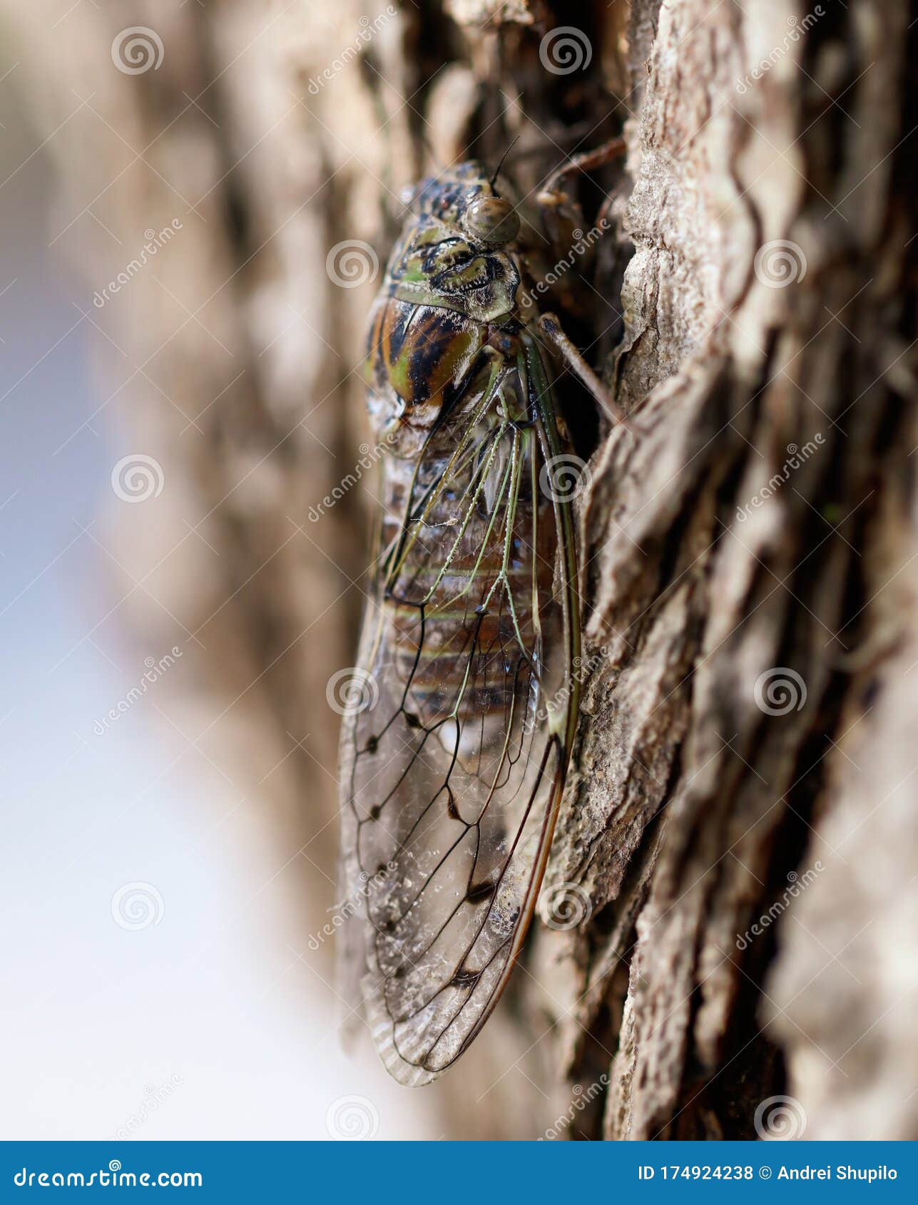 Cicada fly on tree bark stock photo. Image of background - 174924238