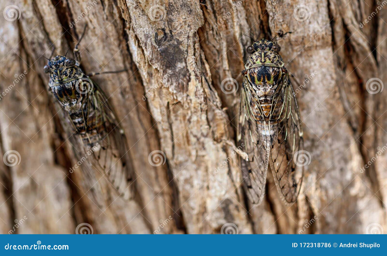 Cicada fly on tree bark stock photo. Image of background - 172318786