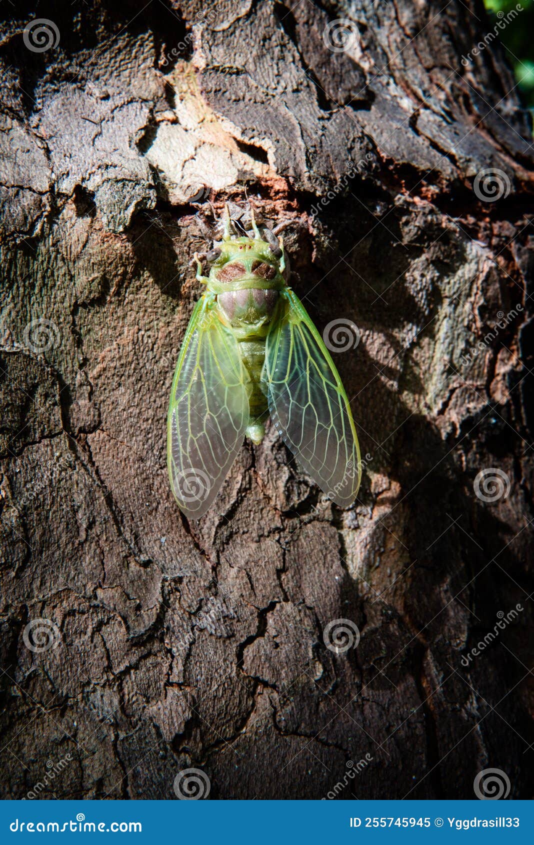 Cicada Freshly Born Fromits Chrysalis Stock Image - Image of earth ...