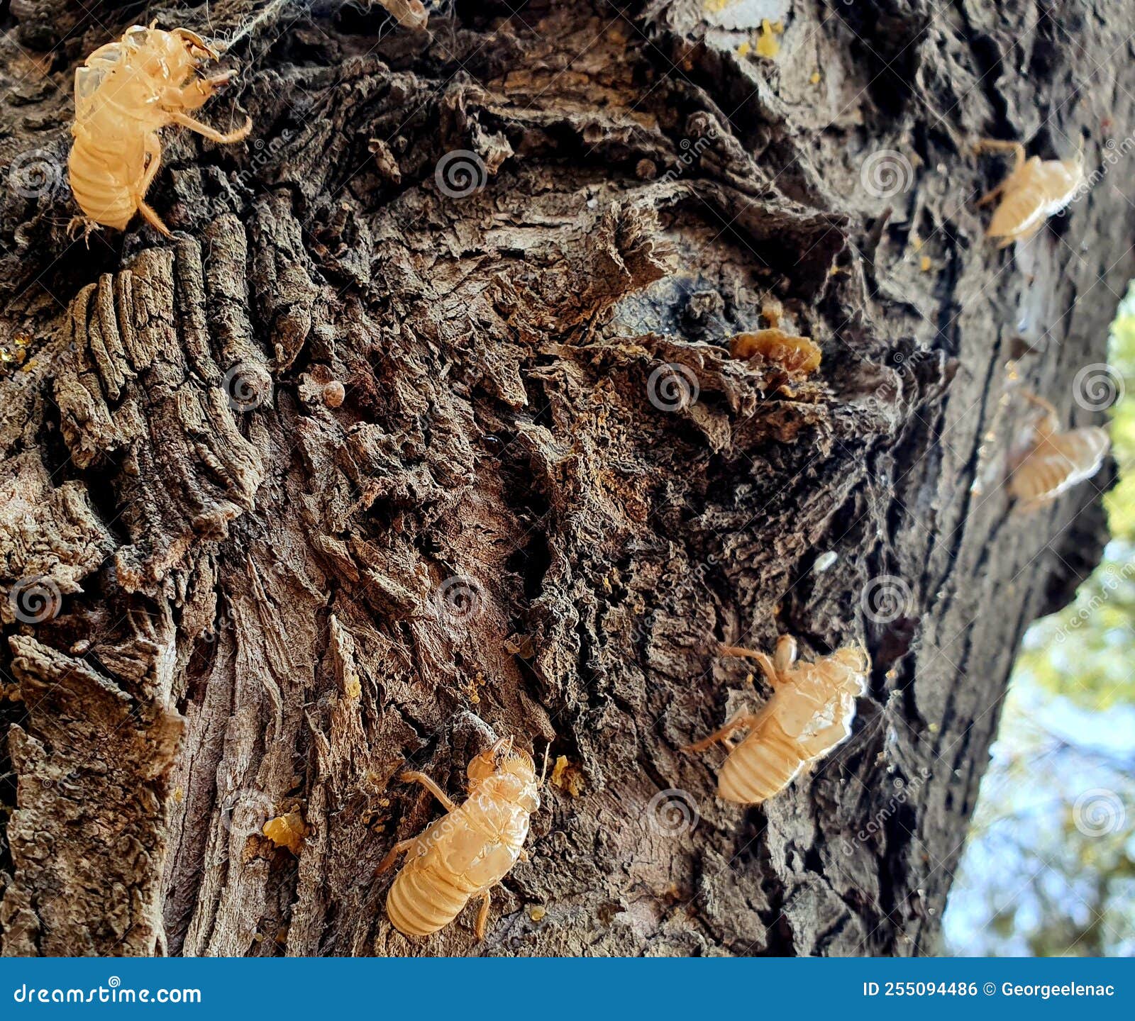 Cicada Ghosts Haunt a Tree Trunk in Park in Nicosia Cyprus Stock Photo ...