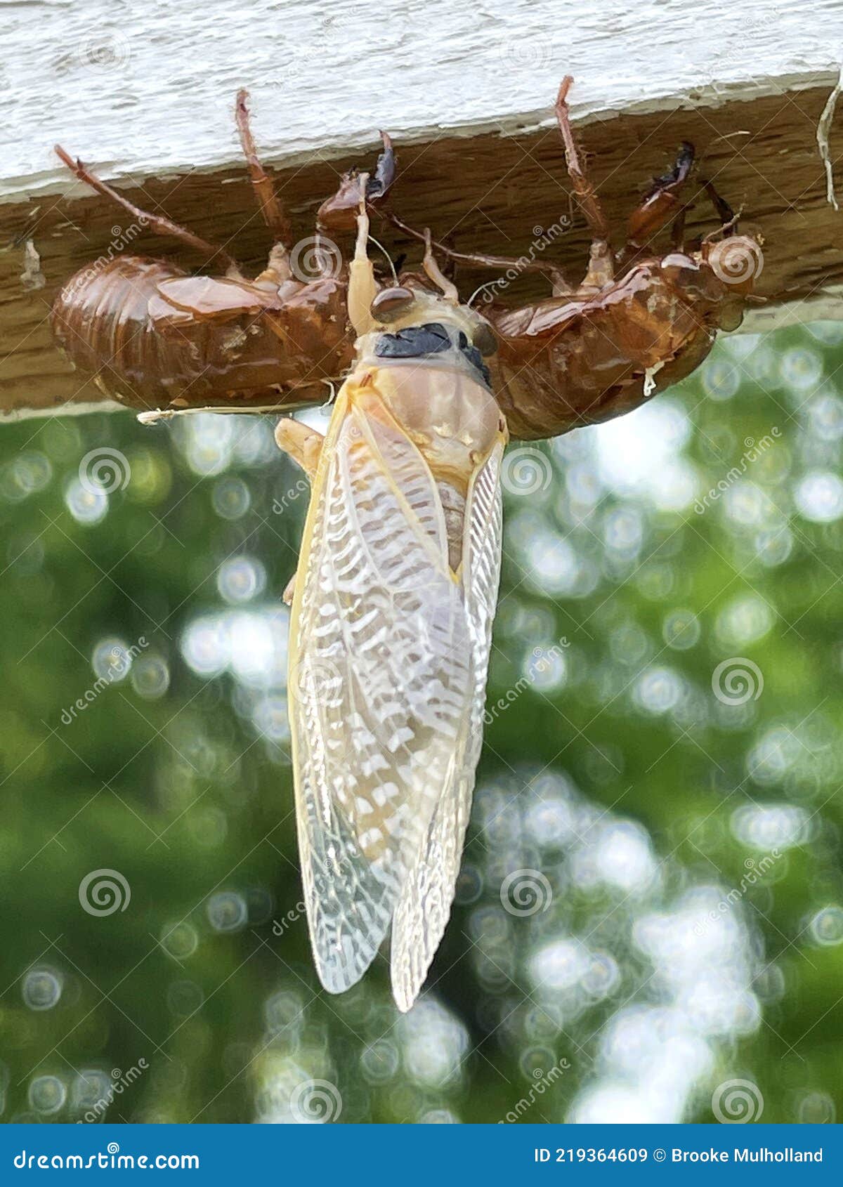 Cicada Gorgeous Wing With Shells Stock Image | CartoonDealer.com #219364609
