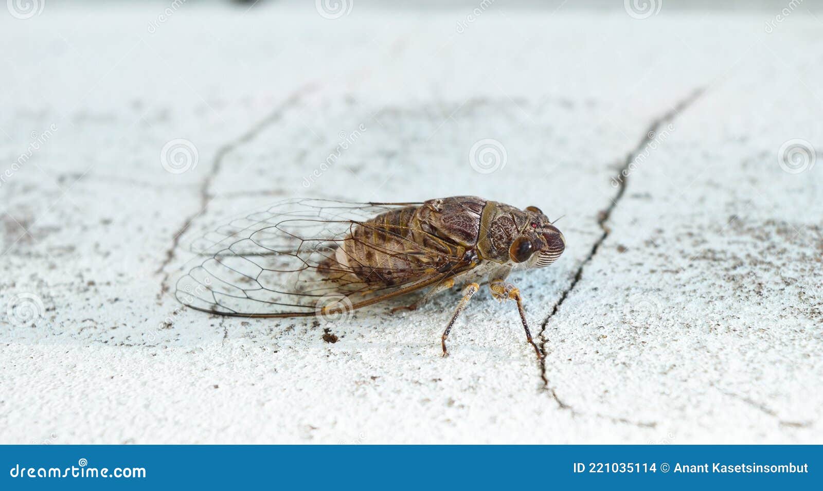 Cicada on Gray Concrete Wall Stock Photo - Image of black, brown: 221035114