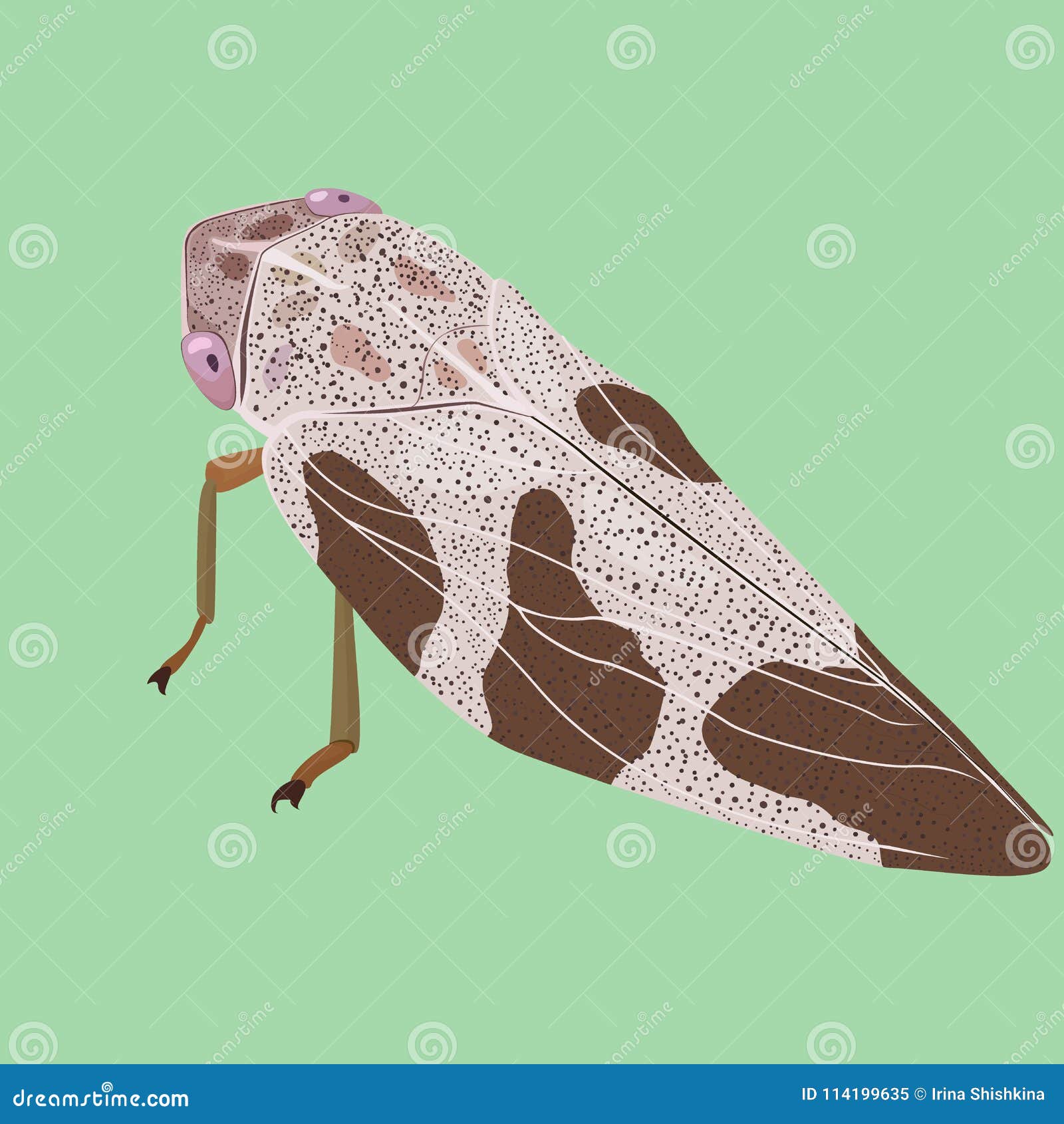 Cicada Life Cycle Vector For Graphic Design,education,agricultural ...