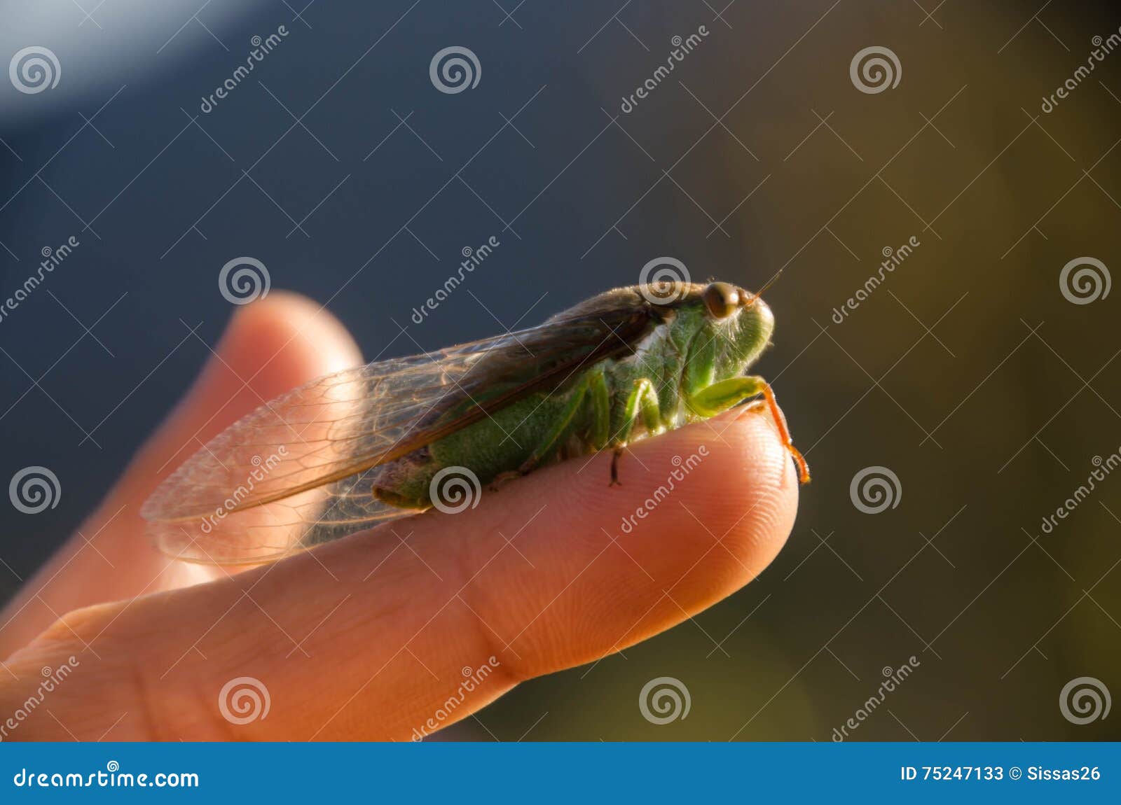 Cicada stock image. Image of finger, grab, cling, insect - 75247133