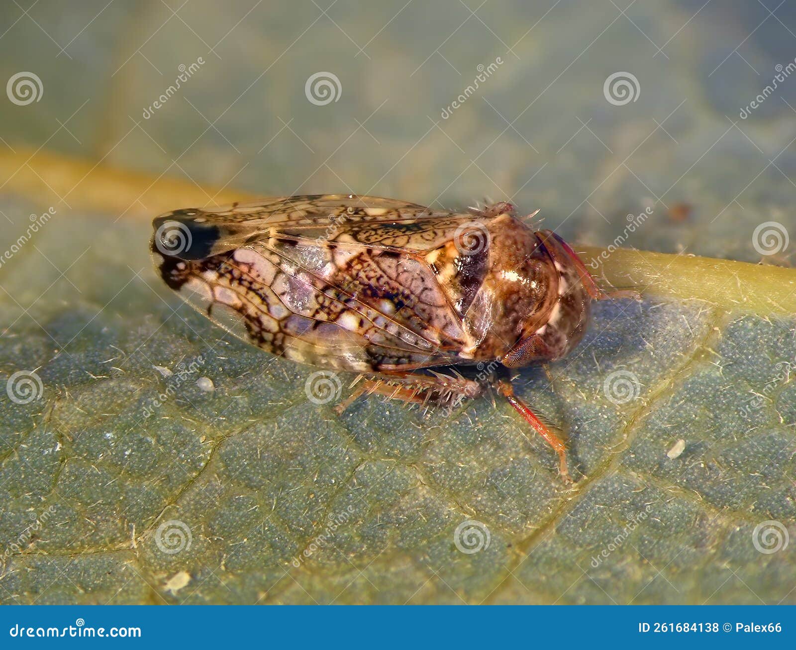 Cicada on green leaf stock photo. Image of natural, biodiversity ...