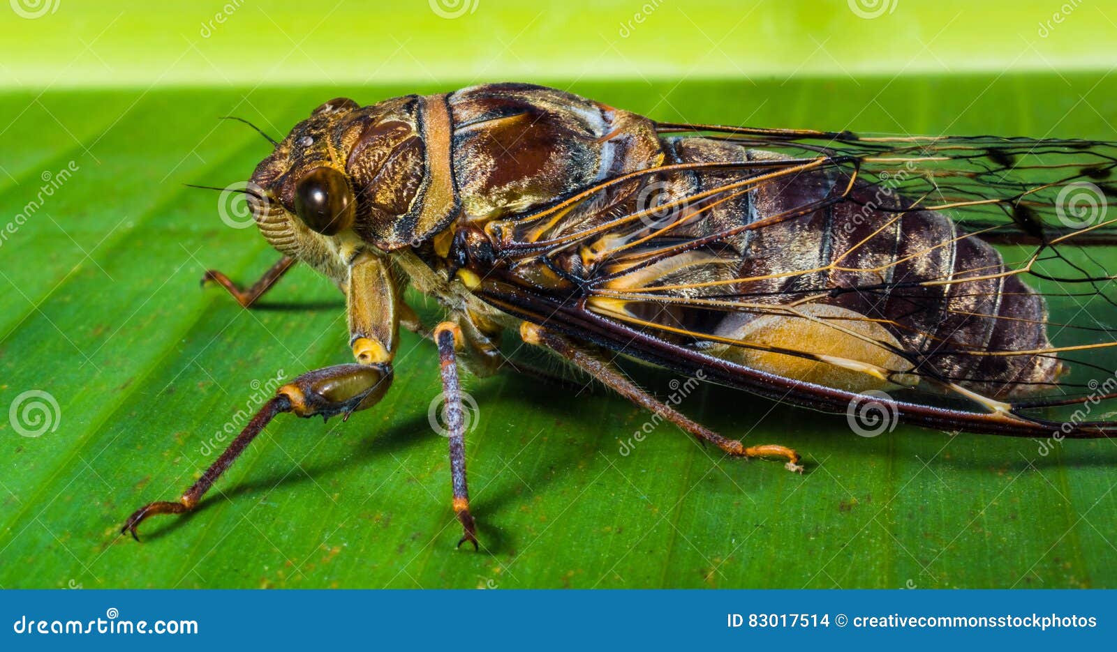 Cicada On Green Leaf Picture. Image: 83017514