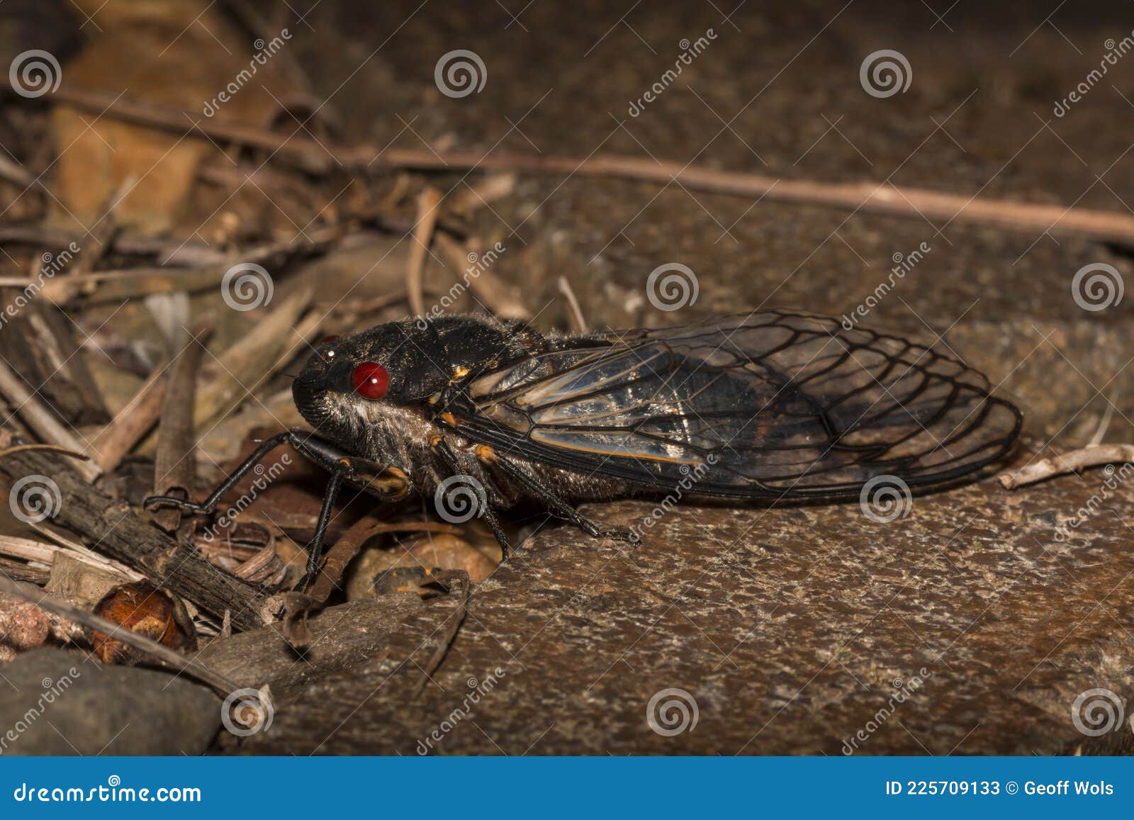 Cicada on the Ground at Night Stock Image - Image of insect, standing ...