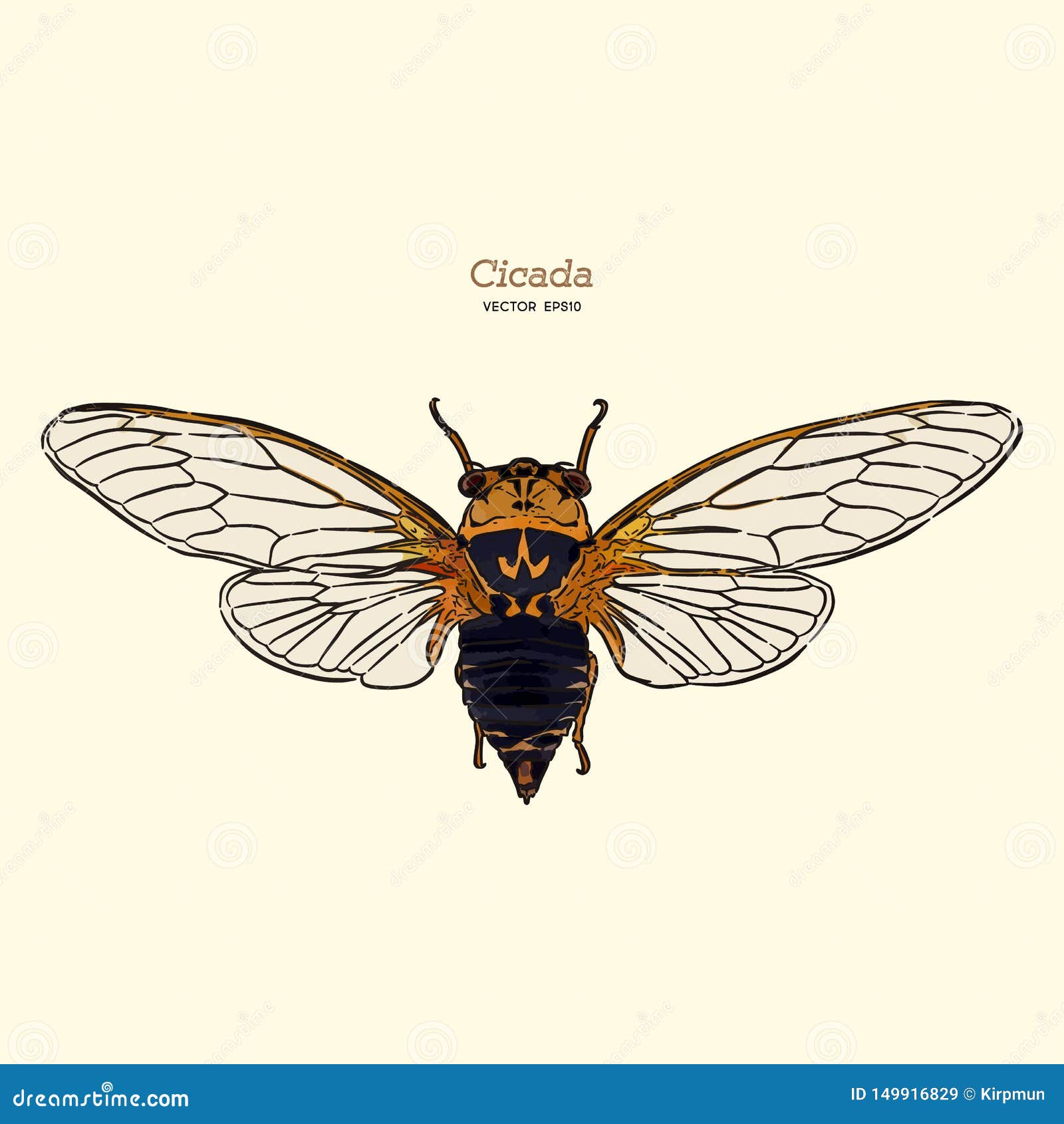 Cicada Illustration