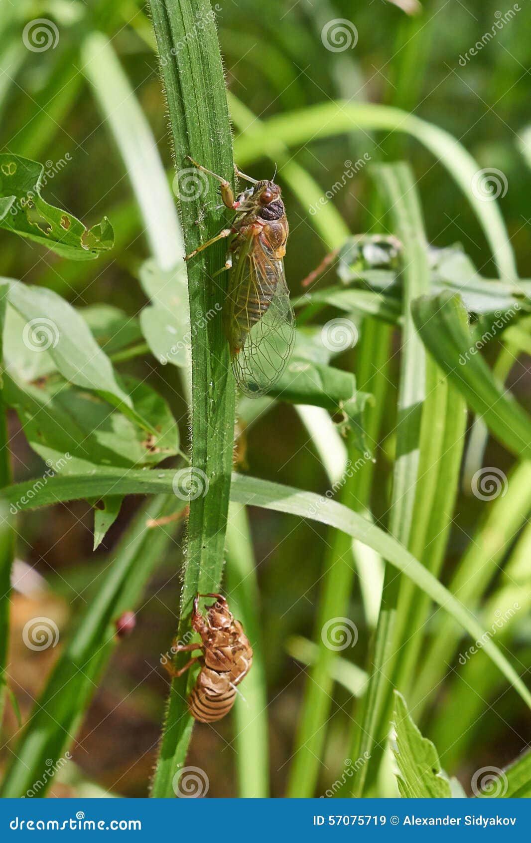 Cicada Hatched from the Cocoon. Stock Image - Image of nature, cicada ...