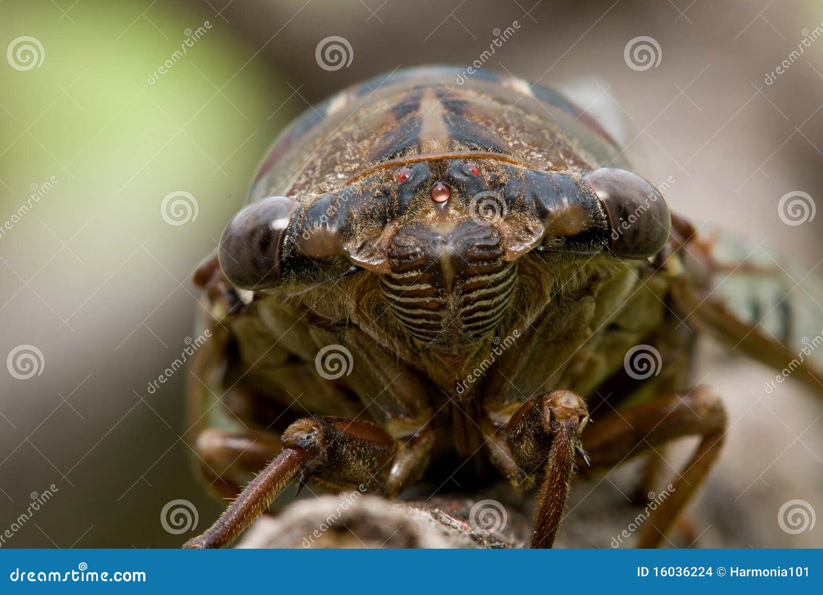 Cicada head stock photo. Image of closeup, buzz, pest - 16036224