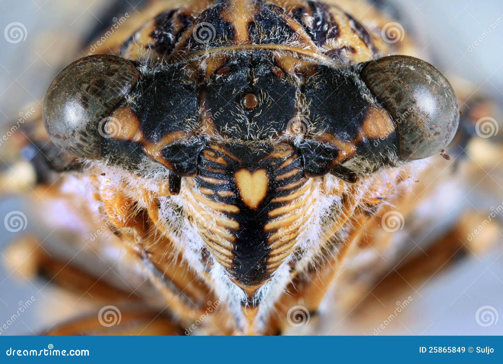Cicada Head Close Up stock image. Image of face, mouth - 25865849