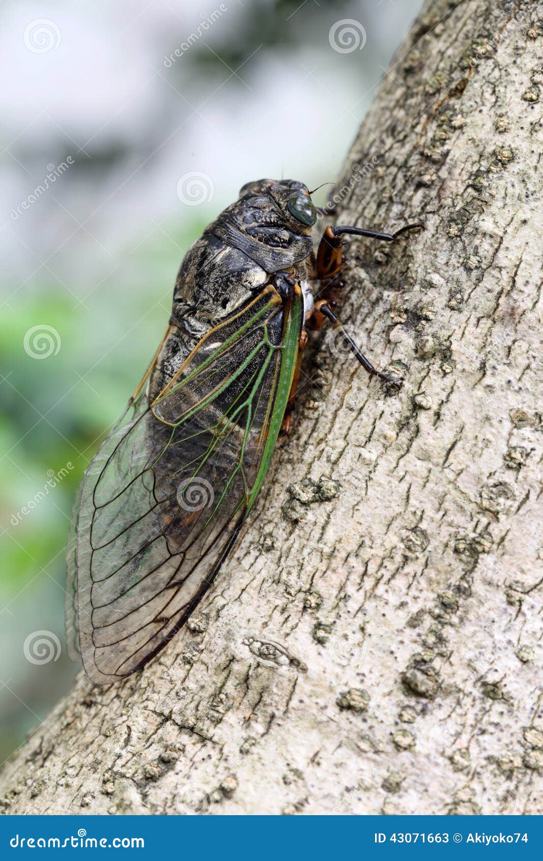 Cicada On Tree Truck In Forest Royalty-Free Stock Photo | CartoonDealer ...