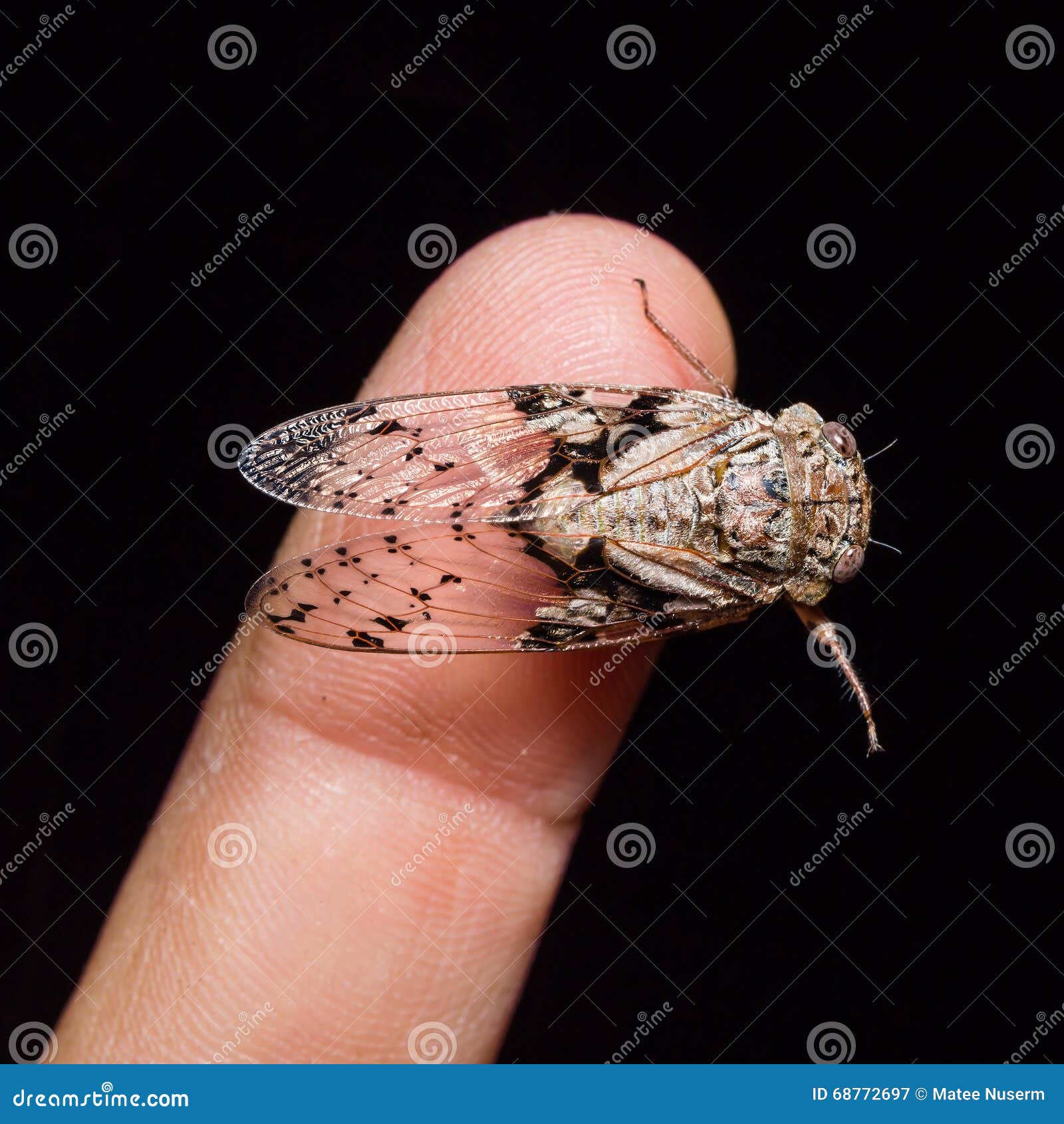 Cicada on human finger stock image. Image of nature, entomology - 68772697