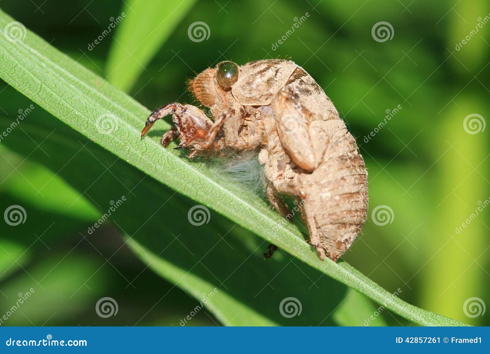 Cicada Husk stock image. Image of scary, insect, animal - 42857261