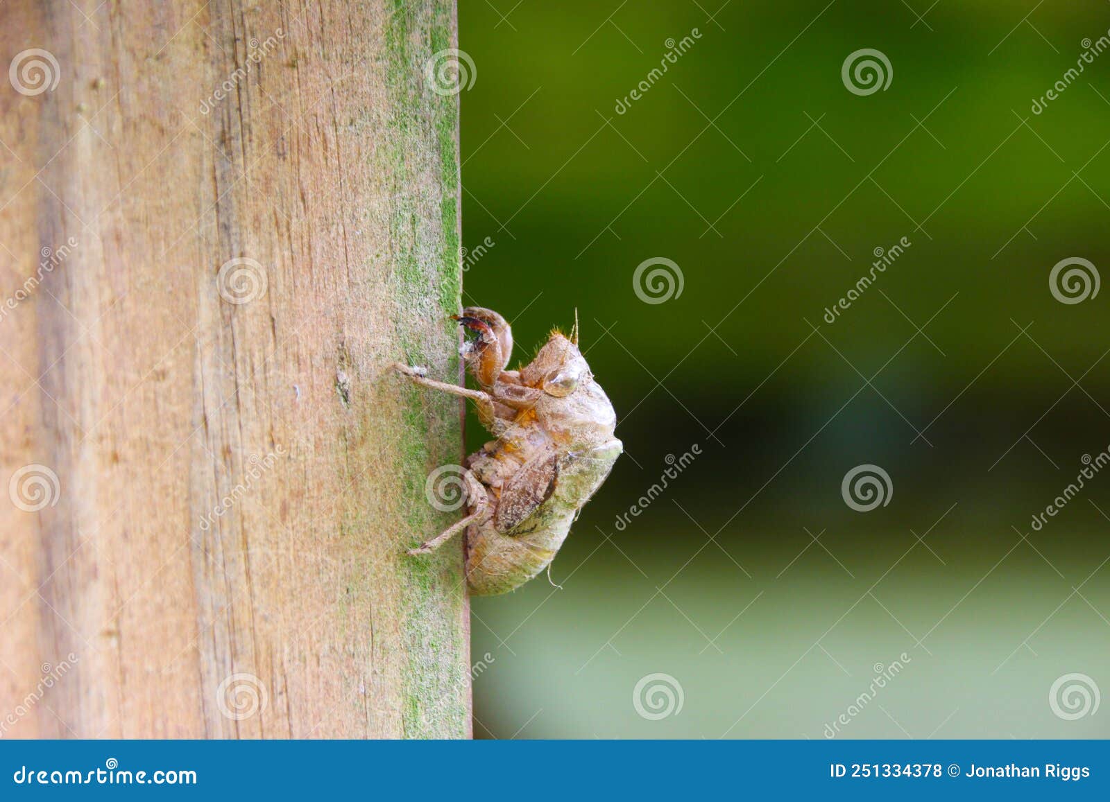 A Cicada Husk Hanging on a Fence Post Stock Photo - Image of insect ...