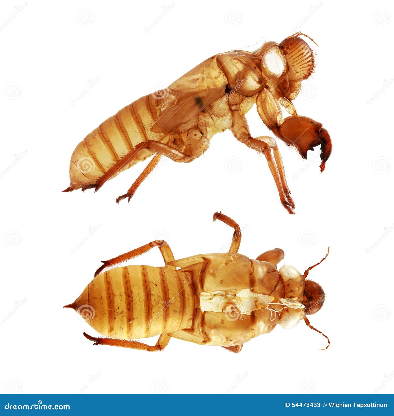 Cicada Husk Isolated on White Background Stock Image - Image of insects ...
