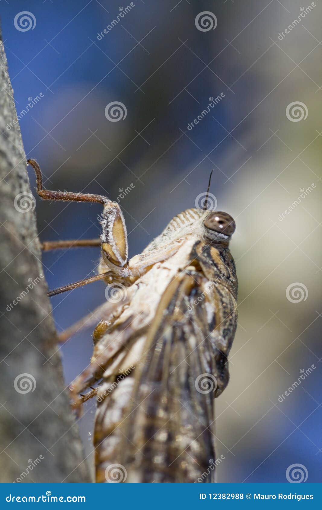 Cicada insect stock photo. Image of branch, cicada, outdoors - 12382988