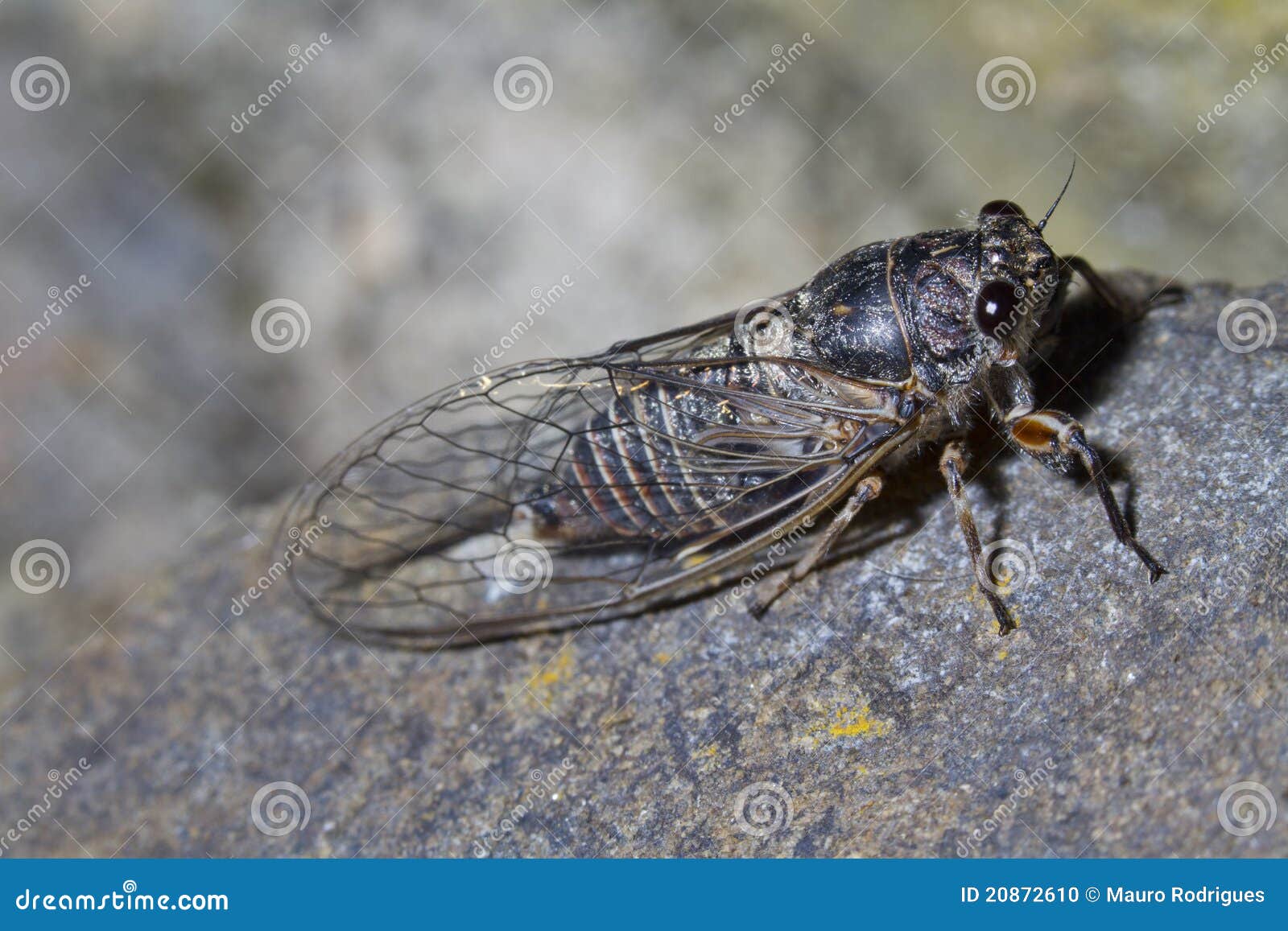 Cicada insect stock photo. Image of outdoor, detail, stone - 20872610