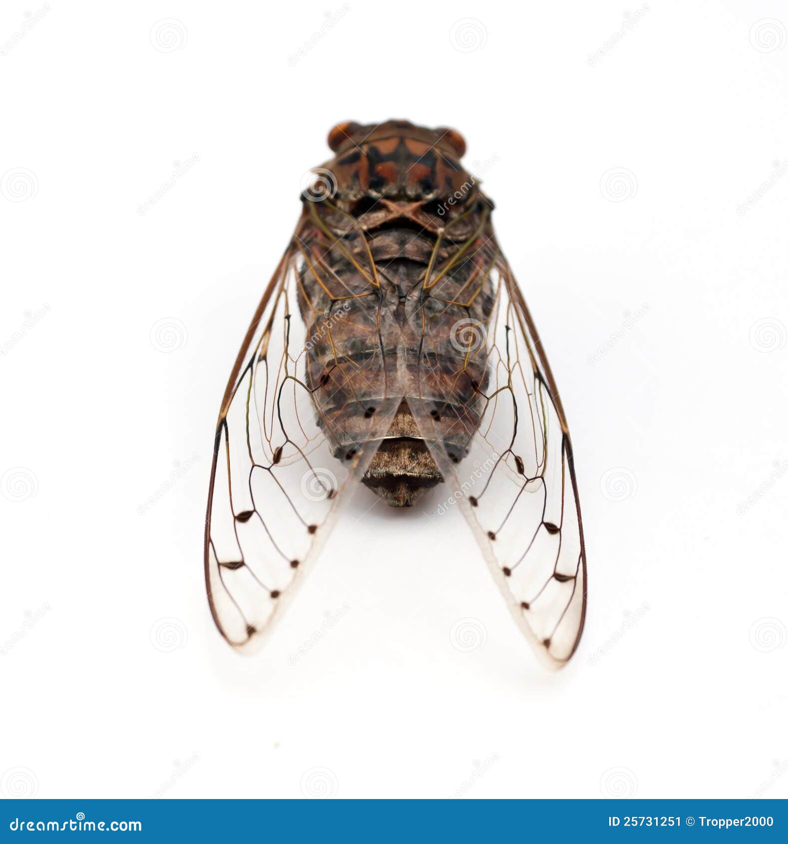 Cicada insect. stock image. Image of mouth, head, delicate - 25731251