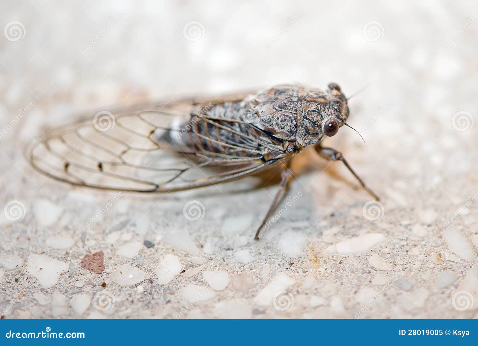 Cicada insect stock image. Image of mouth, detail, delicate - 28019005