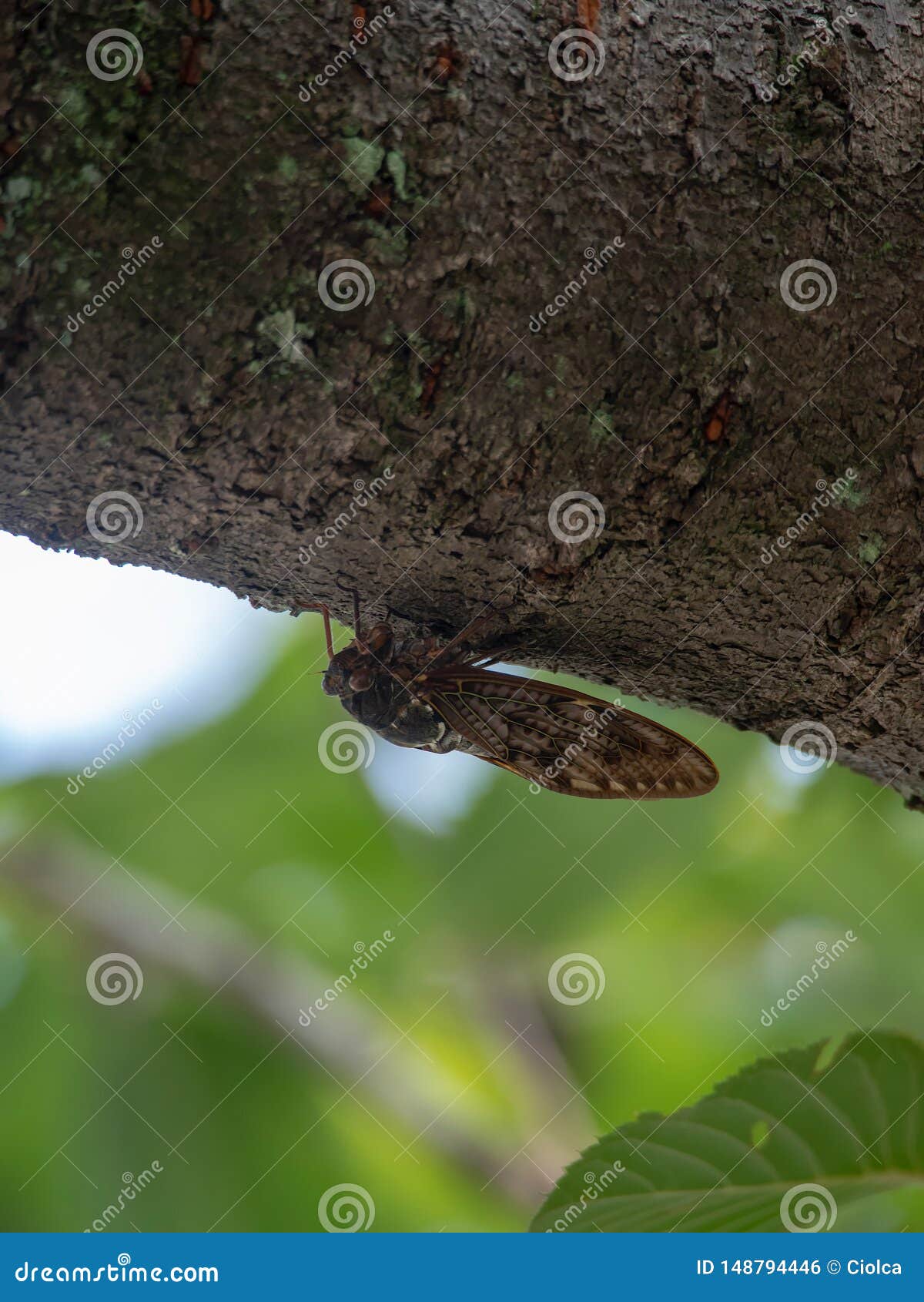 Cicada insect on a branch stock photo. Image of nigrofuscata - 148794446