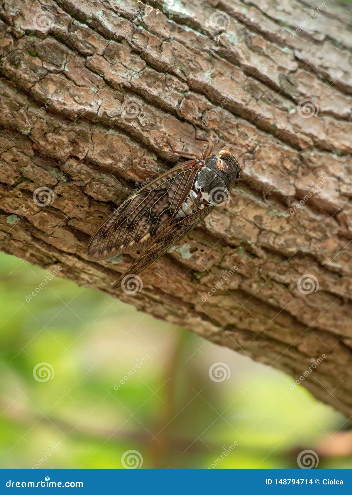Cicada insect on a branch stock photo. Image of nigrofuscata - 148794714