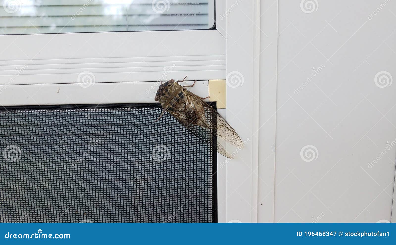 Cicada Insect Bug with Wings on Screen Door Stock Image - Image of ...