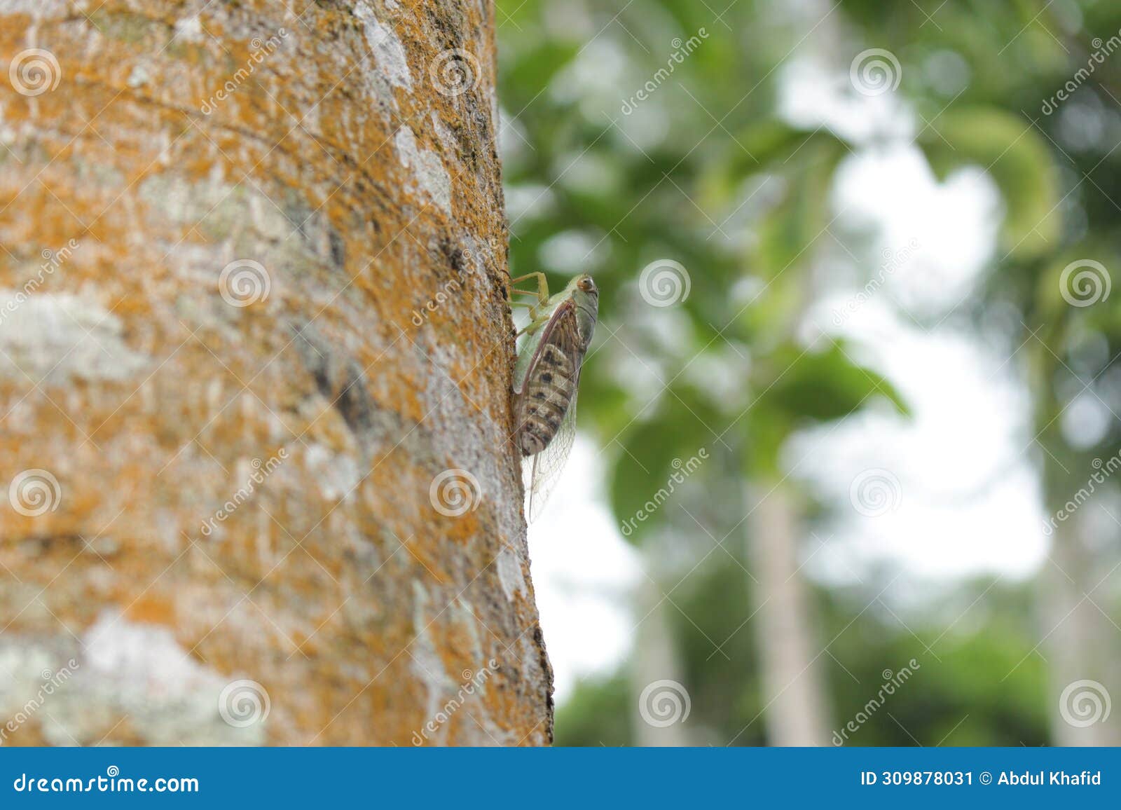 Cicada 1 stock image. Image of horizontal, wildlife - 309878031