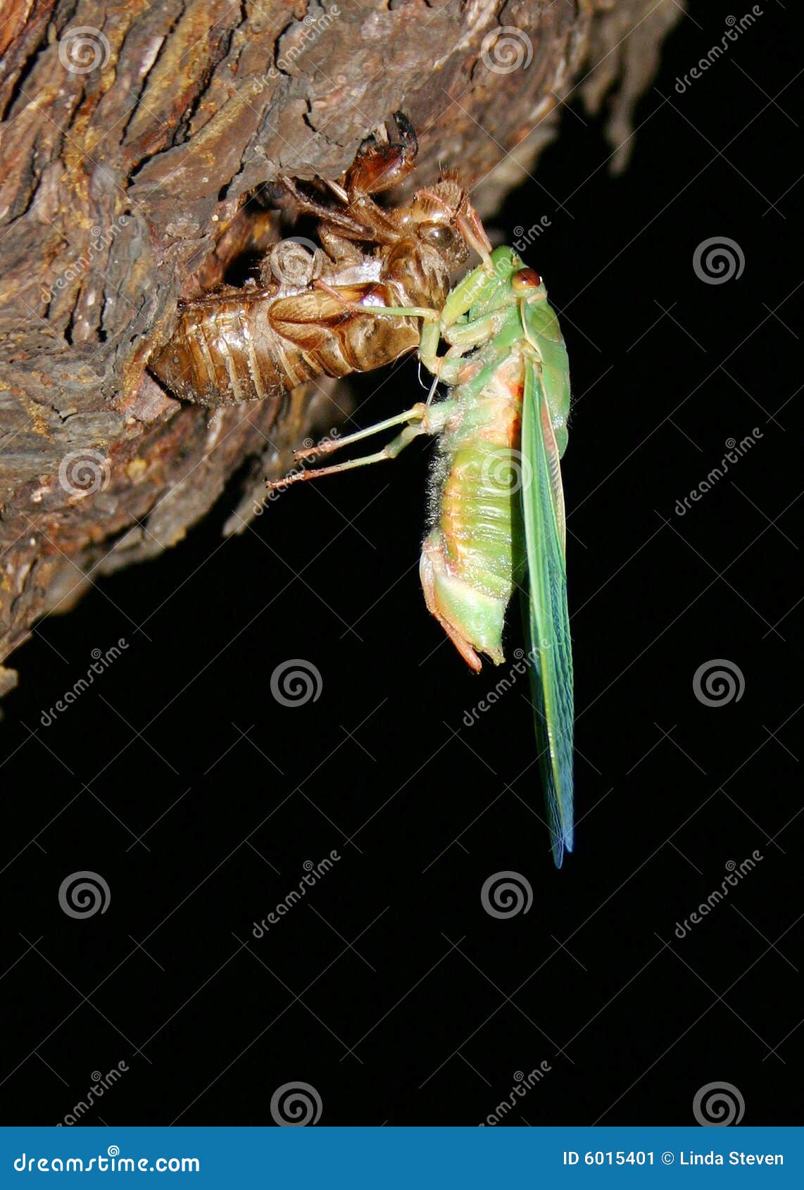 Cicada, Insect Common To Australia Stock Image - Image of australia ...