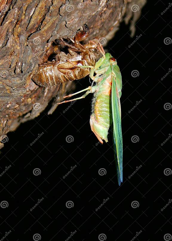 Cicada, Insect Common To Australia Stock Image - Image of australia ...
