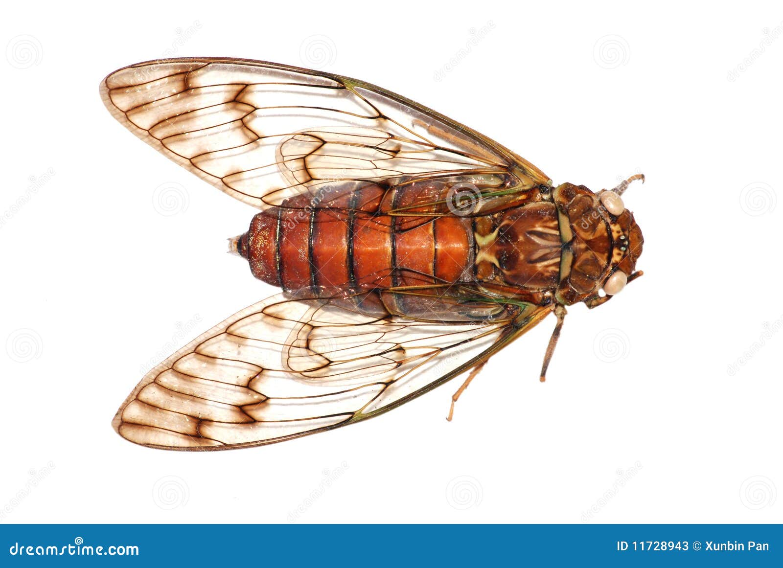 Cicada insect detail stock image. Image of garden, detail - 11728943