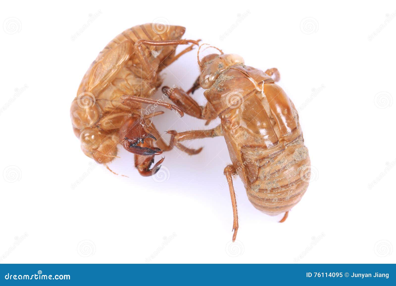Cicada Insect Exoskeleton stock image. Image of close - 76114095